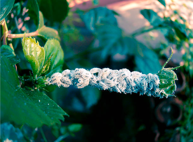 Cochenille : remèdes naturels pour les éloigner du jardin
