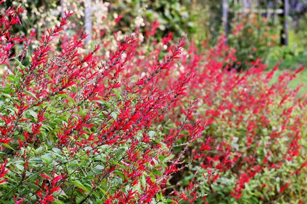 Fleurs rouges : 10 variétés pour un jardin tout rouge