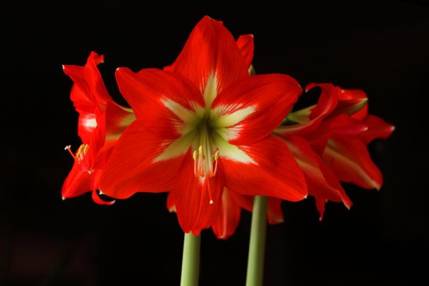 Fleurs rouges : 10 variétés pour un jardin tout rouge
