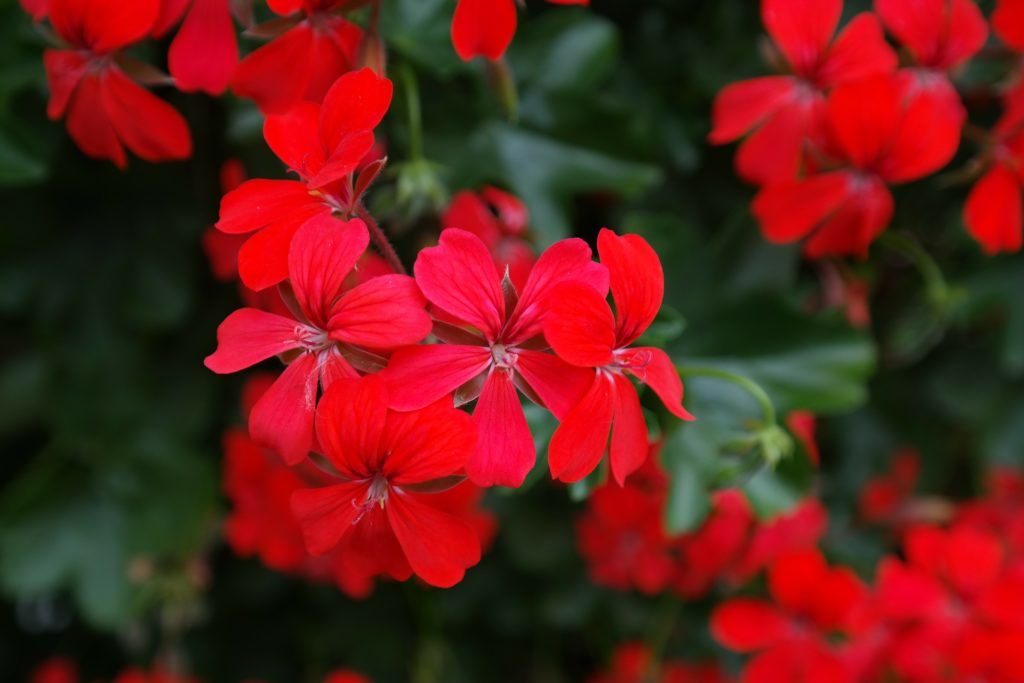 Fleurs rouges : 10 variétés pour un jardin tout rouge