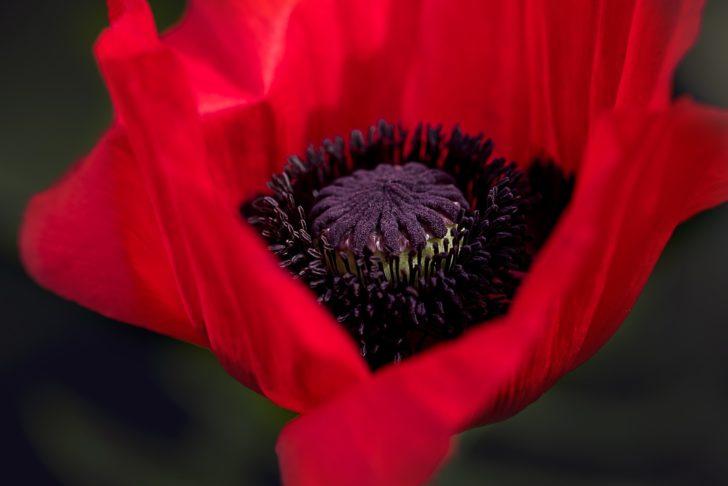 Fleurs rouges : 10 variétés pour un jardin tout rouge