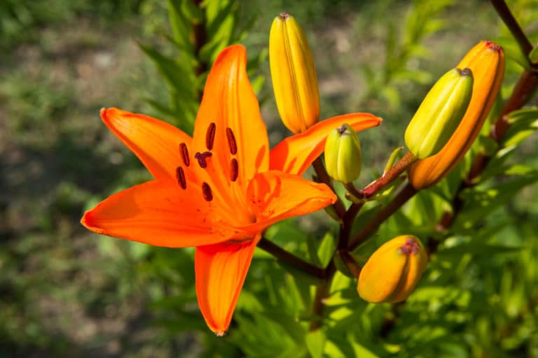 25 fleurs qui fleurissent en été pour égayer votre jardin estival