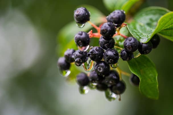 Aronia : plantation, culture, entretien et récolte - Jardiner facile