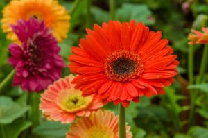 25 fleurs qui fleurissent en été pour égayer votre jardin estival