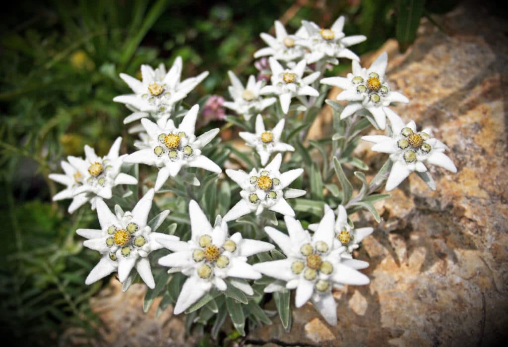 Edelweiss : plantation, floraison et entretien de l'étoile d'argent