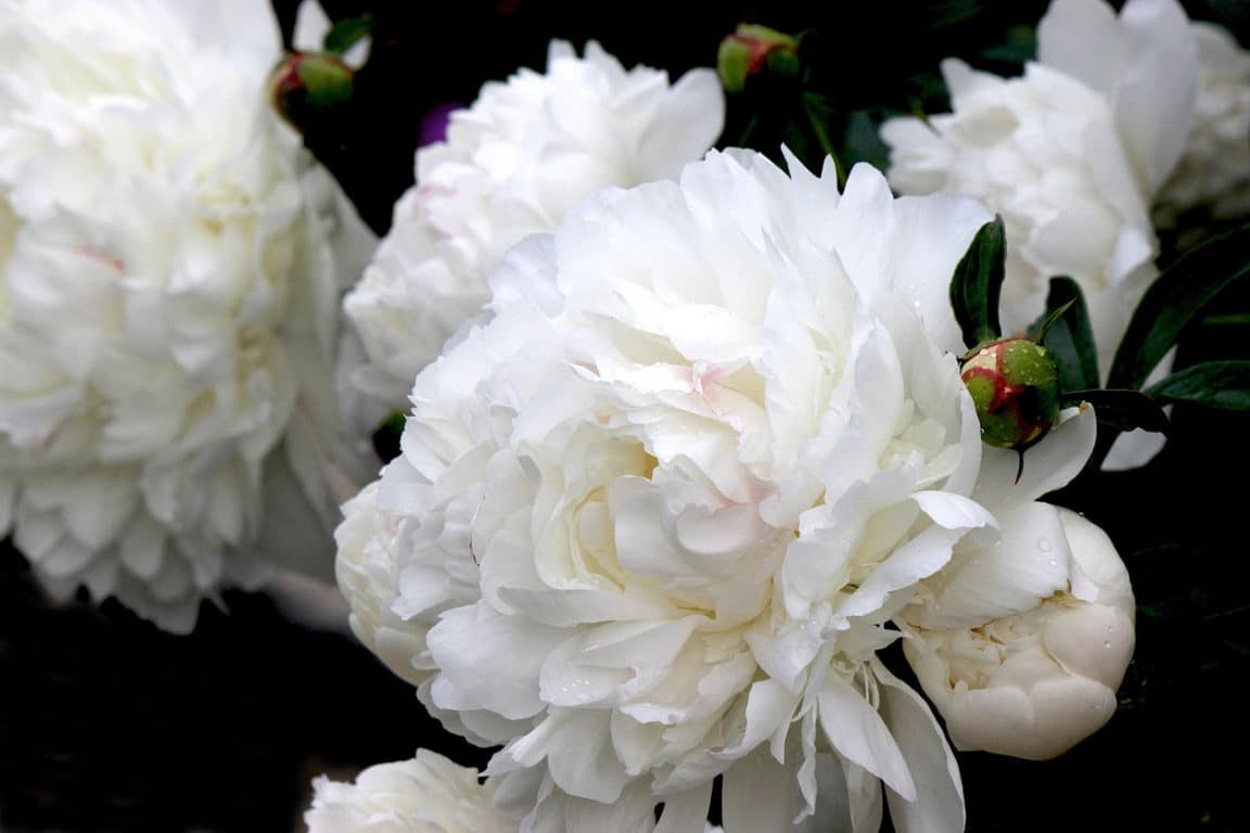 10 des plus jolies fleurs blanches à adopter au jardin