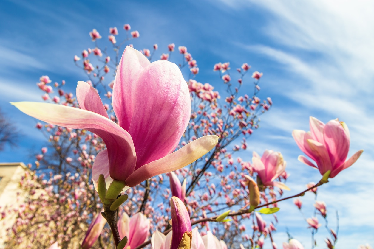 Comment planter et entretenir un magnolia