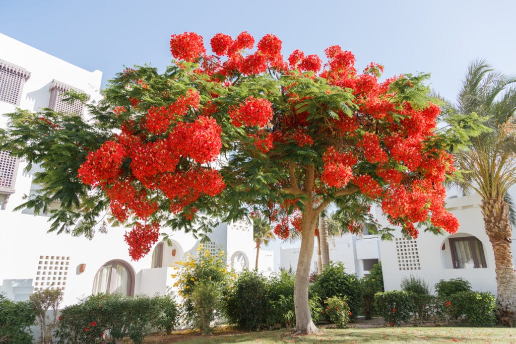 Comment planter et entretenir un flamboyant