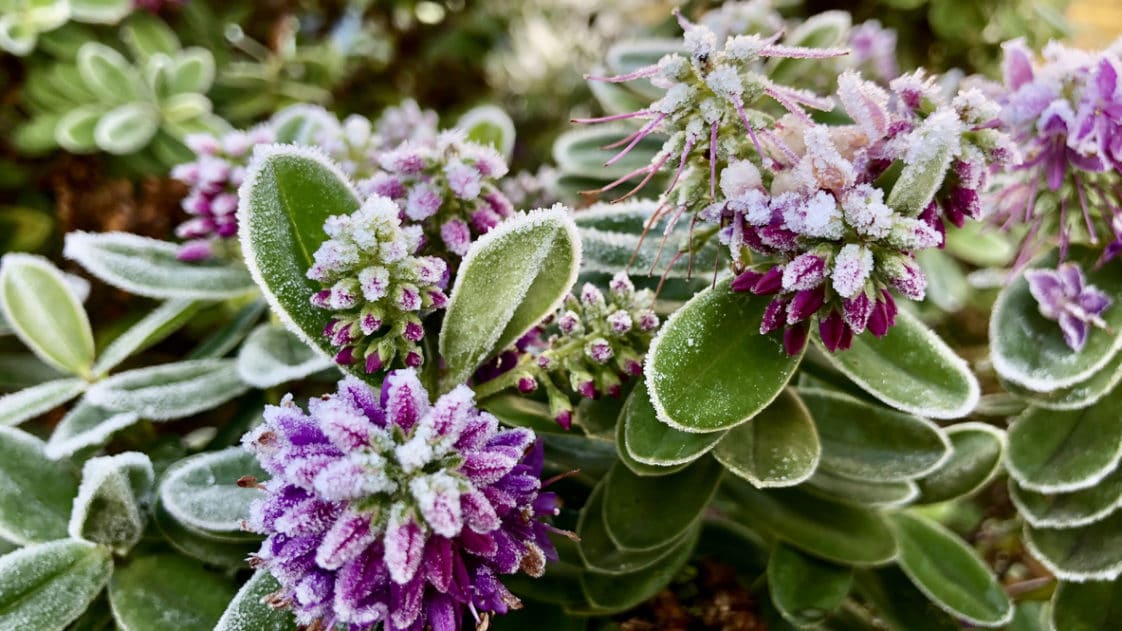 Arum blanc : comment planter, cultiver et entretenir l'arum blanc