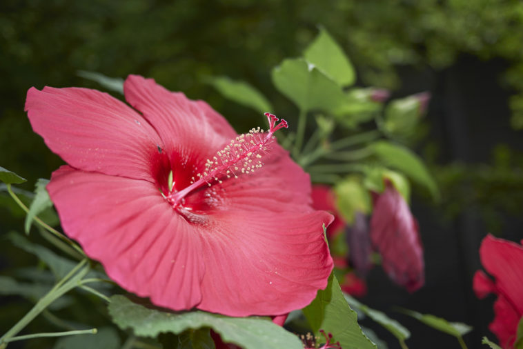 10 plantes à grosses fleurs pour votre jardin - Jardiner facile