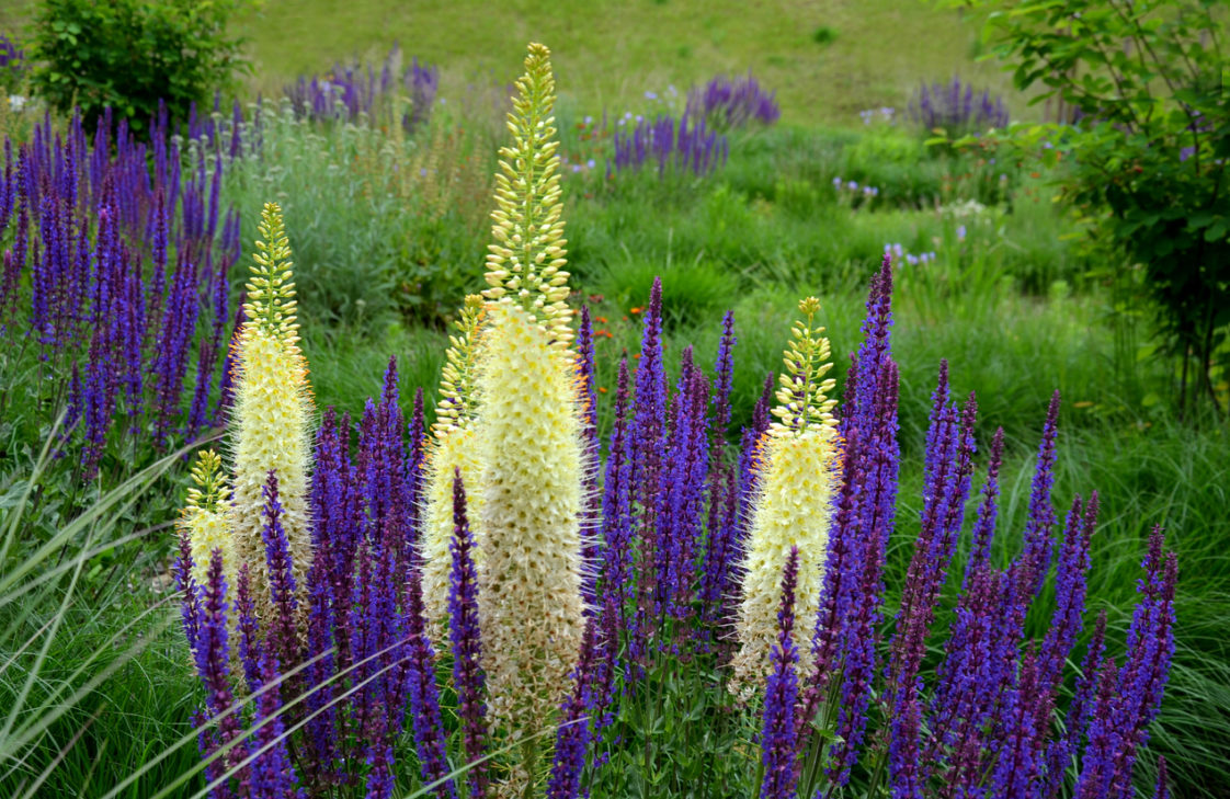 10 plantes à grosses fleurs pour votre jardin - Jardiner facile