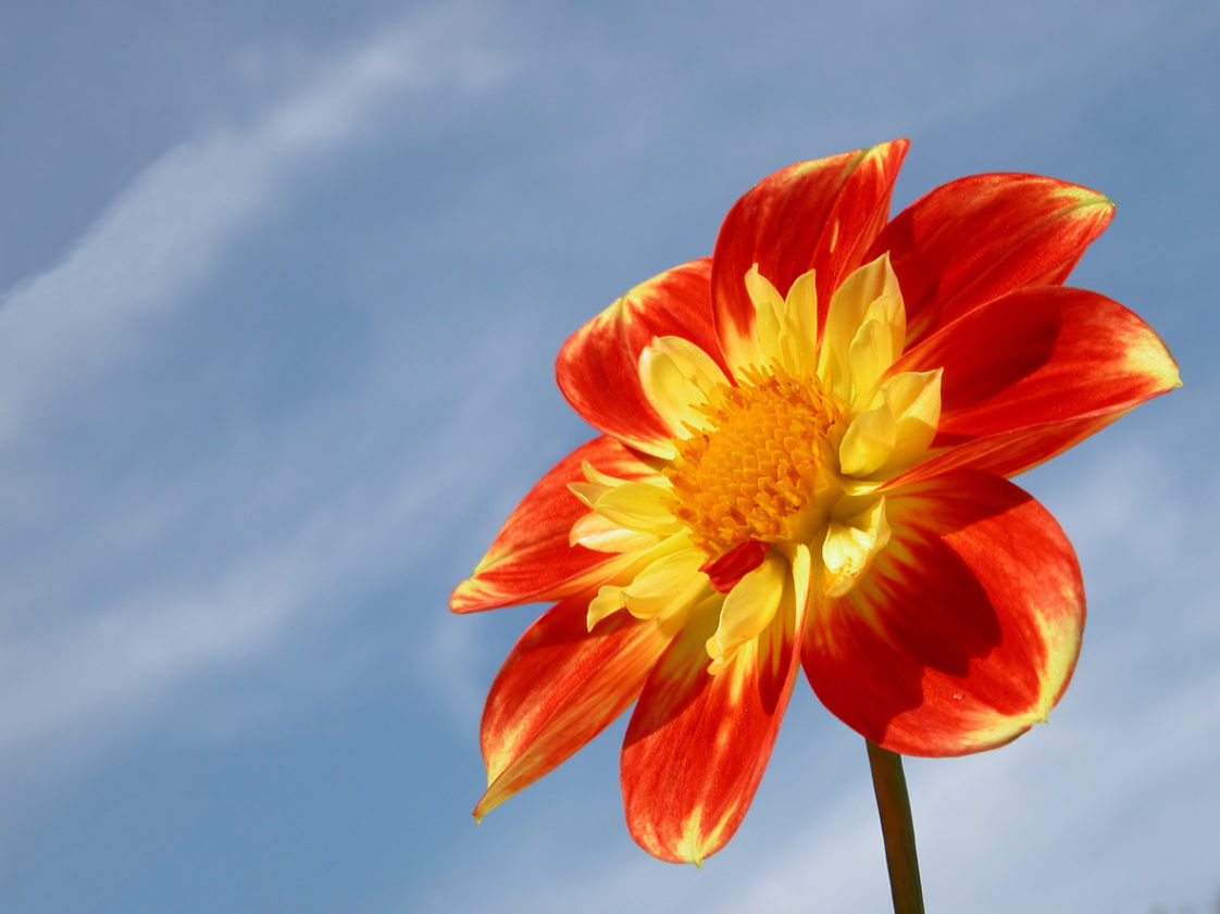 10 plantes à grosses fleurs pour votre jardin - Jardiner facile