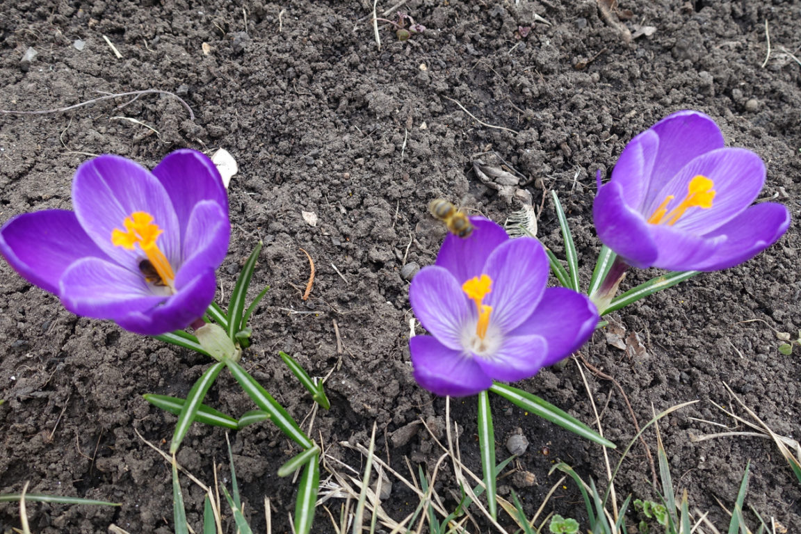 10 plantes à grosses fleurs pour votre jardin - Jardiner facile