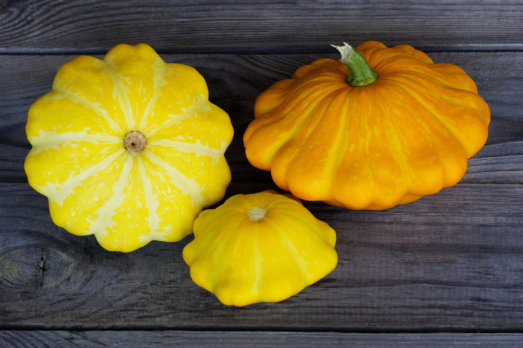 Pâtisson : semis, plantation, culture et entretien