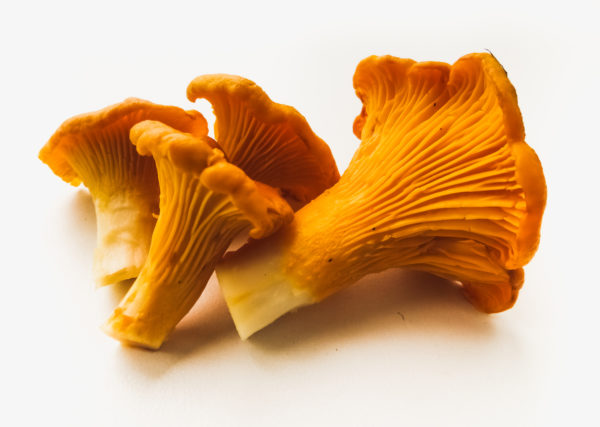 Girolle : où la trouver et comment la reconnaître