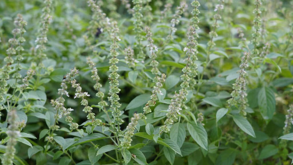 Basilic : 10 variétés à découvrir