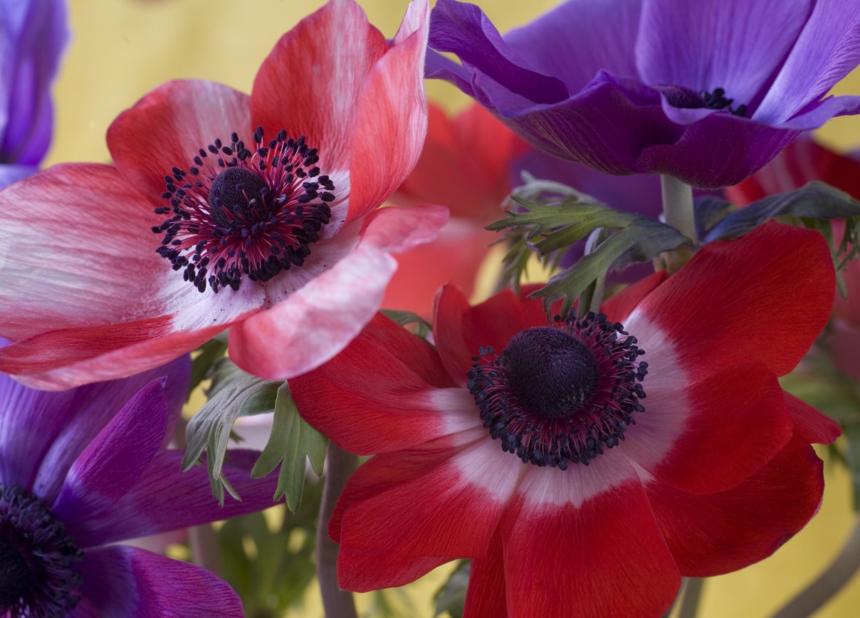 Quelles fleurs du jardin d’hiver pour de beaux bouquets